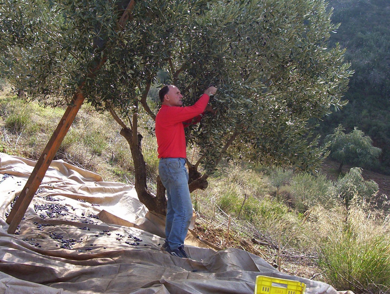 Products - Extra Virgin Olive Oil