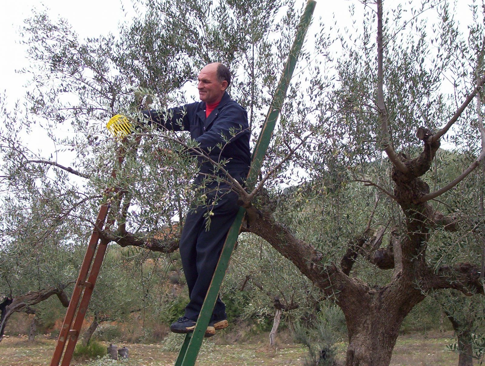 Home - Extra Virgin Olive Oil Extra Virgin Olive Oil Spartan Rolling Hills